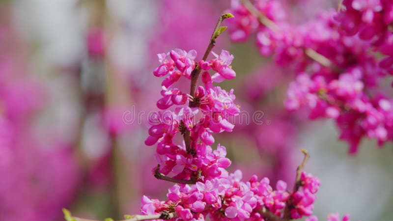 Ornamental Tree Blooming with Beautiful Pink Colored Flowers. Trees in ...
