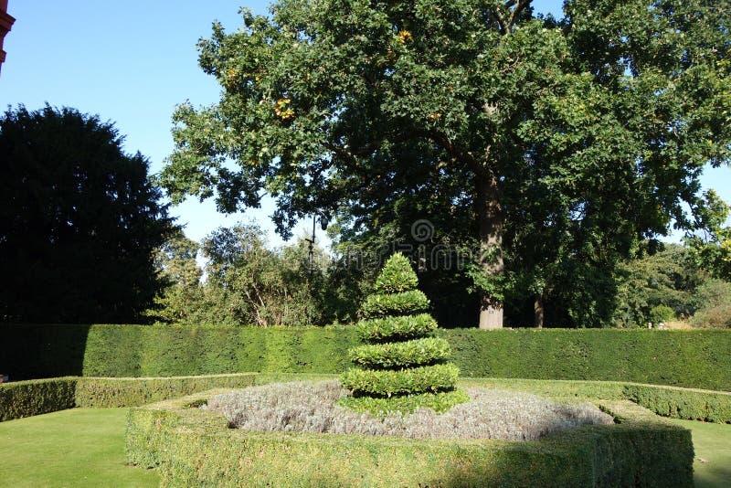 Ornamental Tree in a Garden Stock Photo - Image of beautiful ...