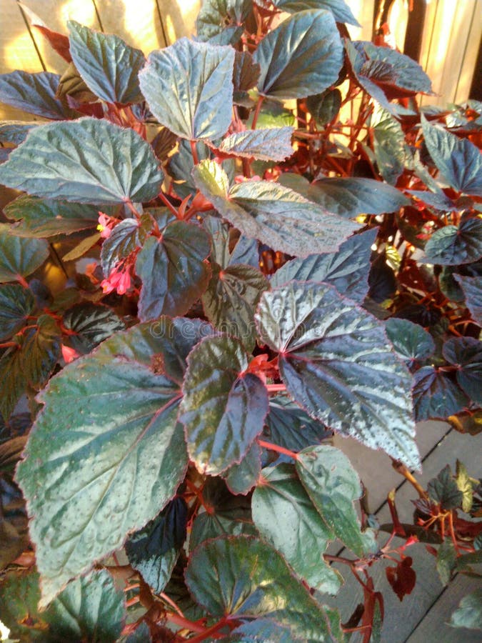 Ornamental Tree Look Beautiful in Sunset Light Stock Photo - Image of ...