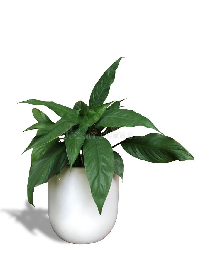 Ornamental Tree Named Peace Lily Stock Photo - Image of studio, stem ...