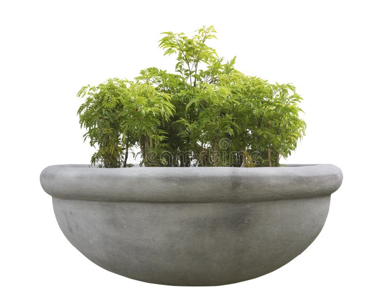 Ornamental tree in a pot stock photo. Image of plant - 45117700