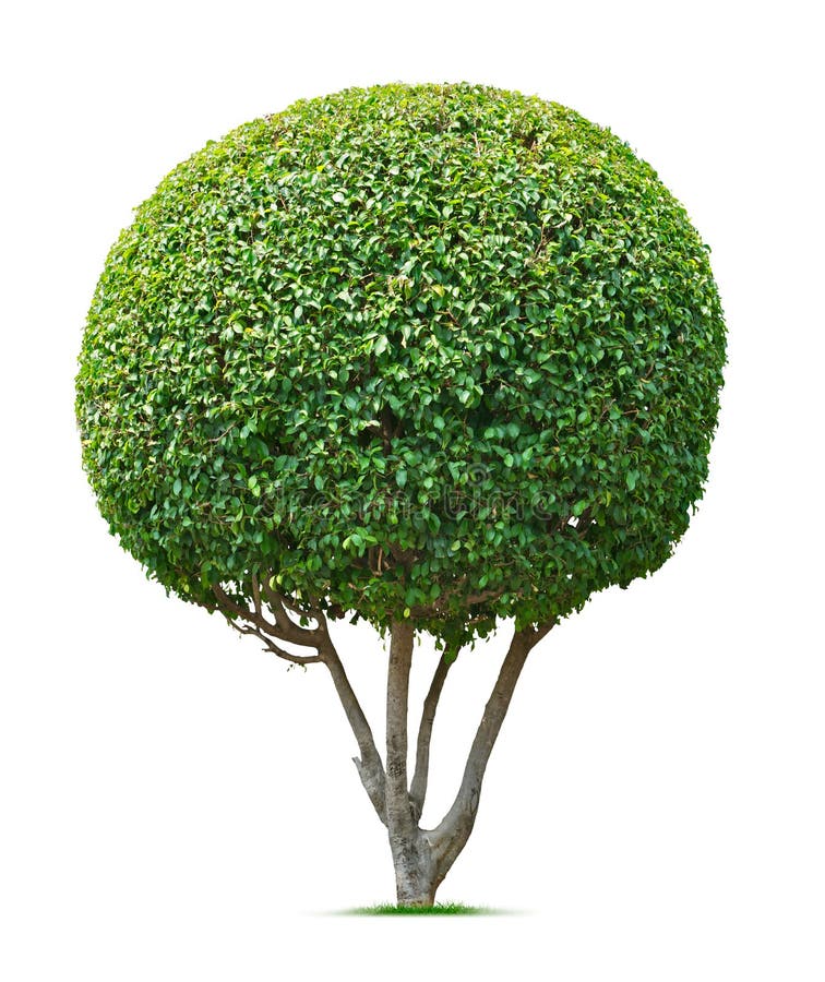 Round tree stock image. Image of garden, background, isolated - 26150933