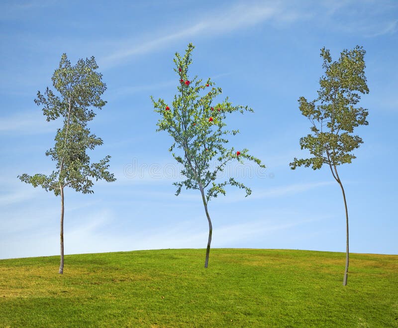 Trees in Israel at spring stock photo. Image of ecology - 388119820