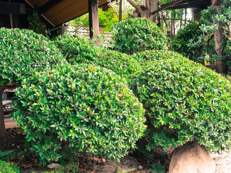 Ornamental Trees in the Park.close-up. Stock Photo - Image of green ...