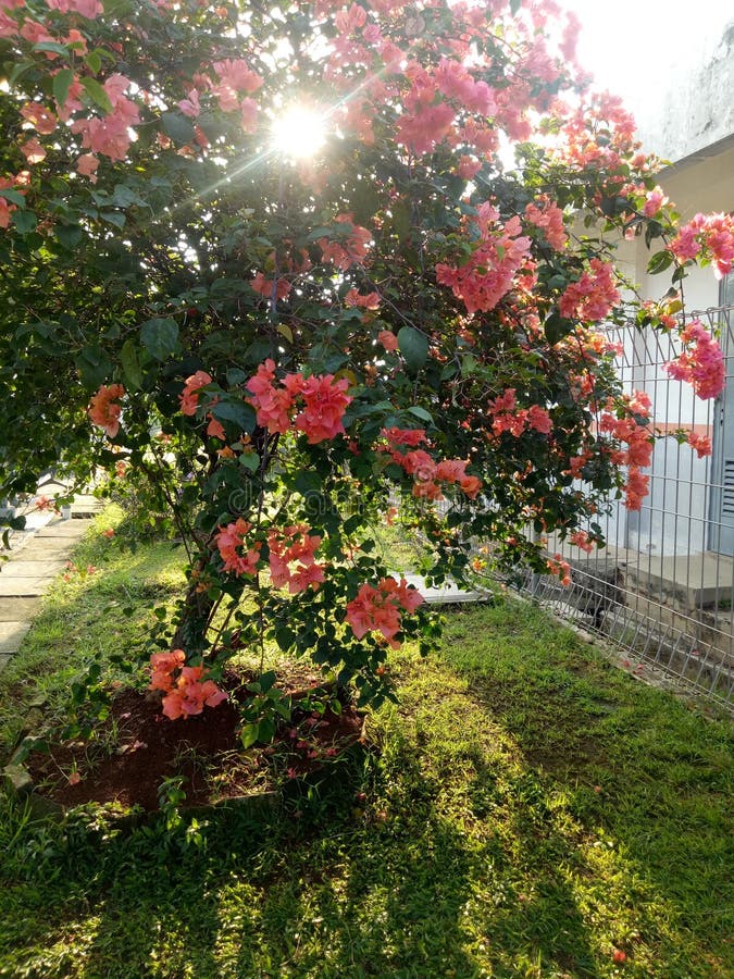 Ornamental Trees or Ornamental Plants for House Plants Flower Garden ...