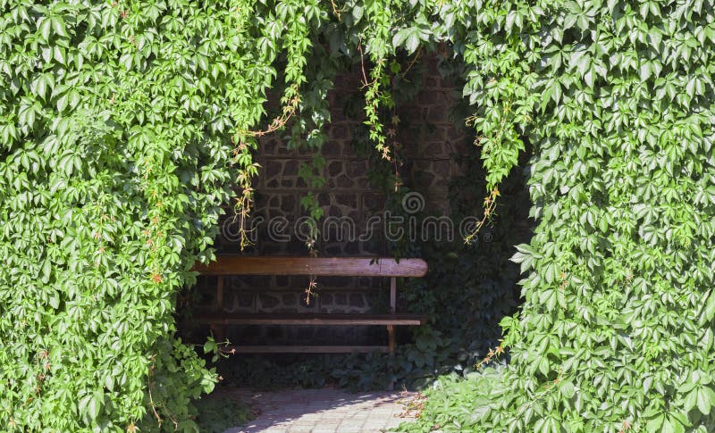 Ornamental Wall from Wild Grape Vine on the Backyard Stock Image ...