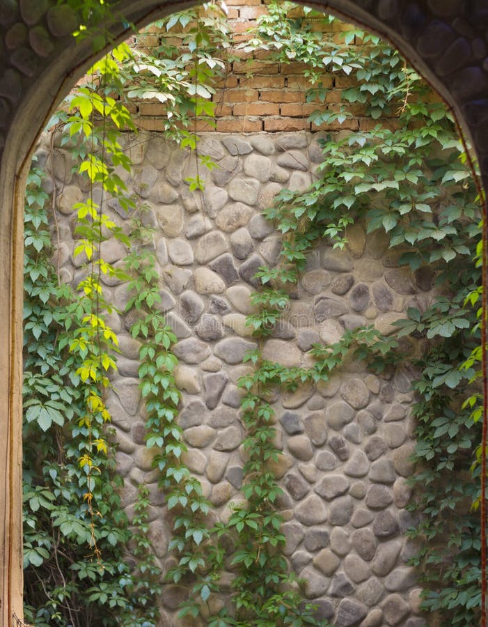 Ornamental Wall from Wild Grape Vine on the Backyard Stock Image ...