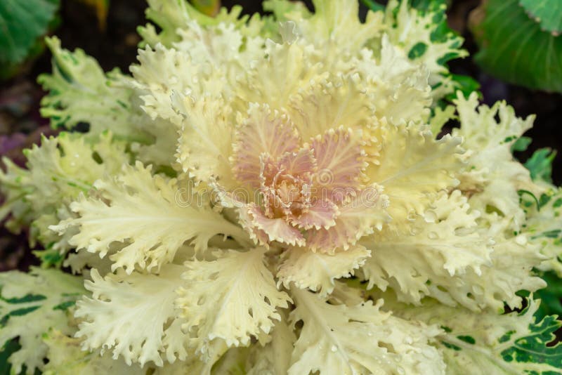 Ornamental White Cabbage Growing in a City Park Stock Photo - Image of ...