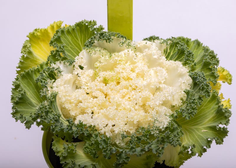 Ornamental White Kale or Cabbage on White Background. Stock Photo ...