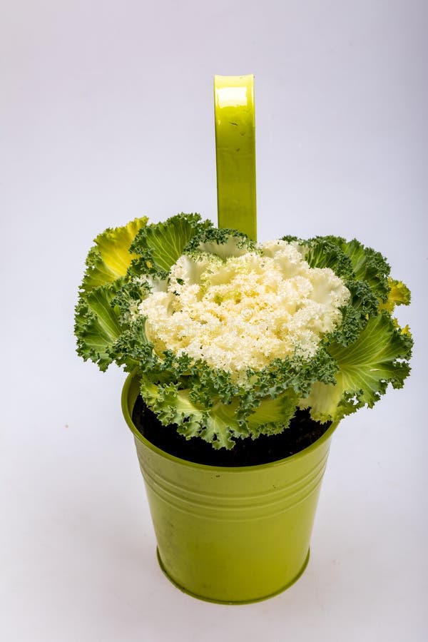 Ornamental White Ghost Squash Stock Photo - Image of baskets, market ...