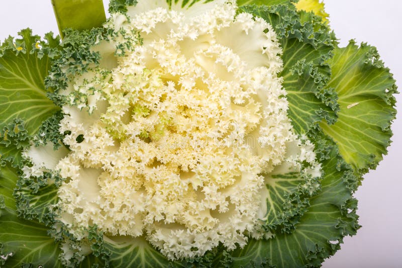 Ornamental White Kale or Cabbage Stock Photo - Image of people, macro ...