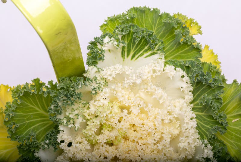 Ornamental White Kale or Cabbage Stock Image - Image of arrangement ...