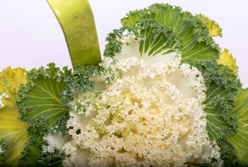 Ornamental White Kale or Cabbage on White Background. Stock Image ...