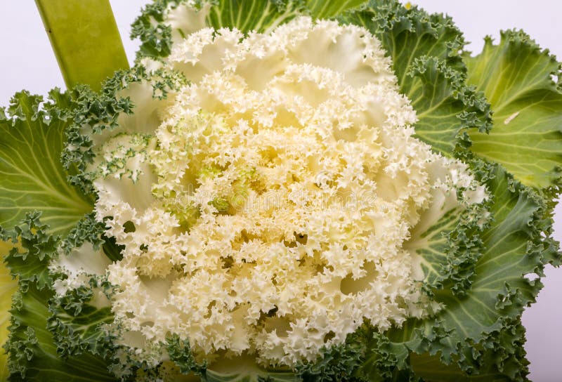 Ornamental White Kale or Cabbage on White Background Stock Image ...