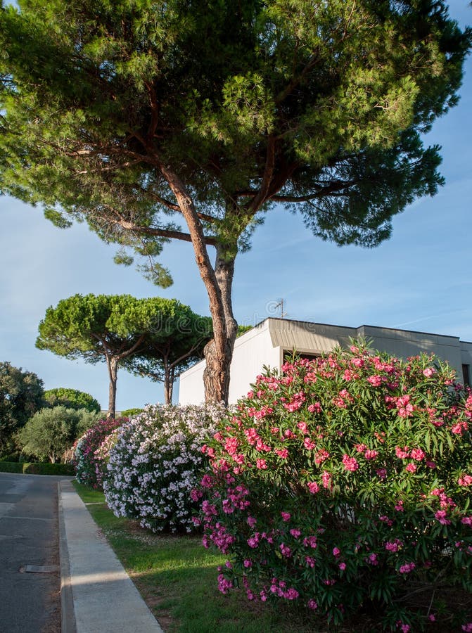 Ornamental White Rounded Pumpkins, Arranged in a Row. Stock Image ...
