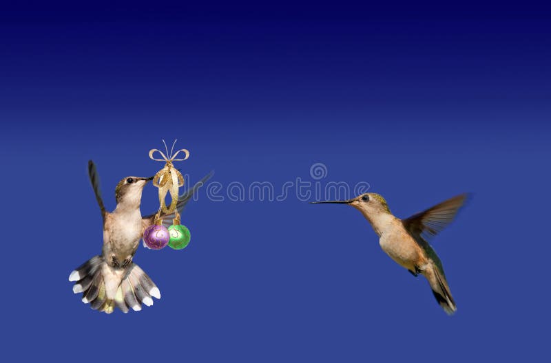 Colibrí Que Lleva Un Regalo a Otro Imagen de archivo - Imagen de vuelo ...