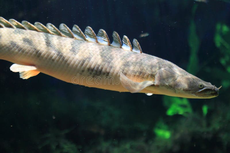 Senegal Bichir Aquarium Fish Stock Image - Image of senegal, bichir ...