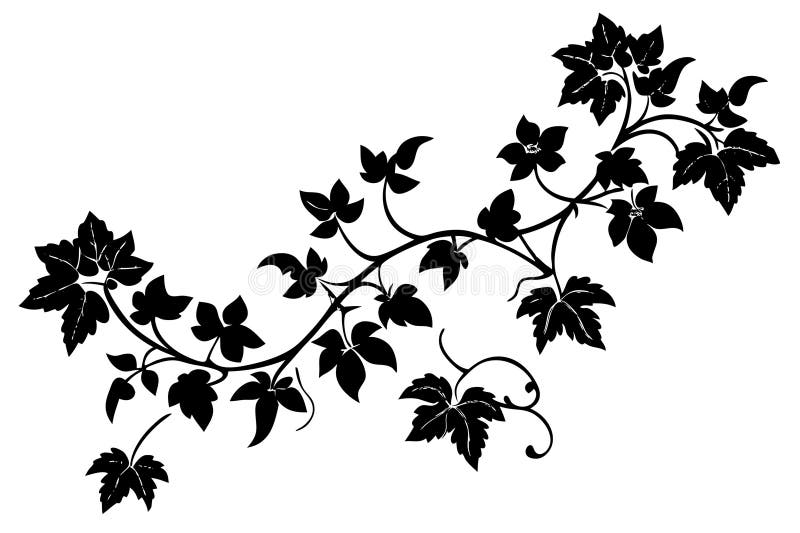 Ornate Black and White Vine with Leaves Design Stock Vector ...