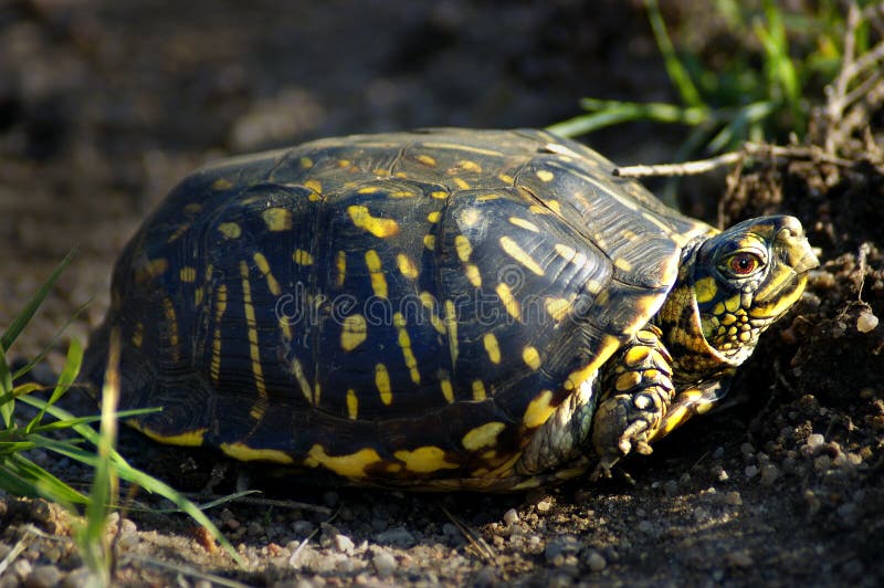 Ornate Box Turtle stock image. Image of shell, reptile - 290779