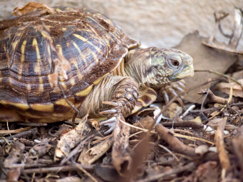 Ornate Box Turtle Inside His Shell Stock Image - Image of sand, door ...