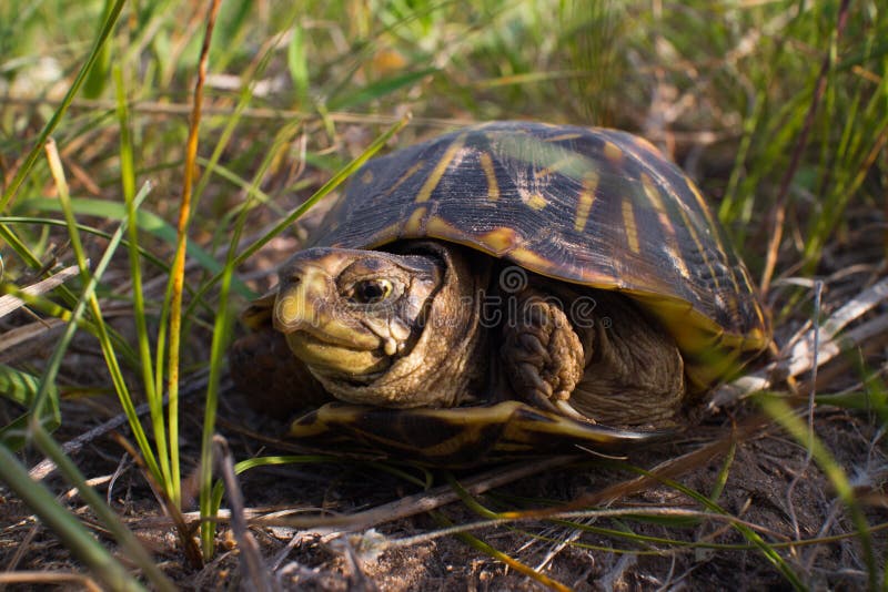Ornate Box Turtle Inside His Shell Stock Image - Image of inside ...