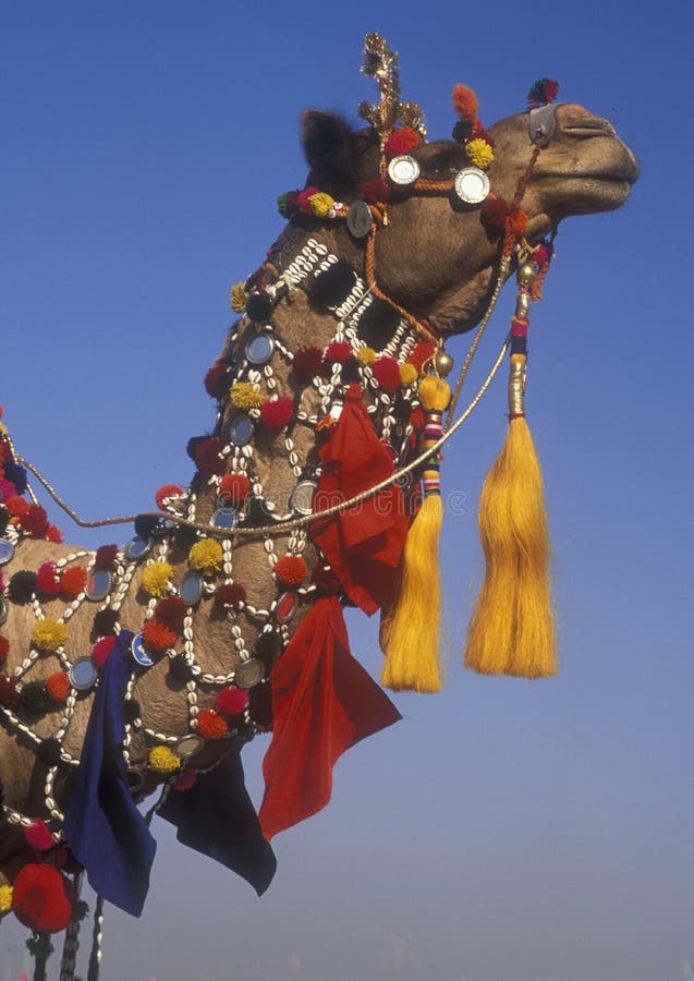 Decorated Camel stock image. Image of camel, jaisalmer - 4434049