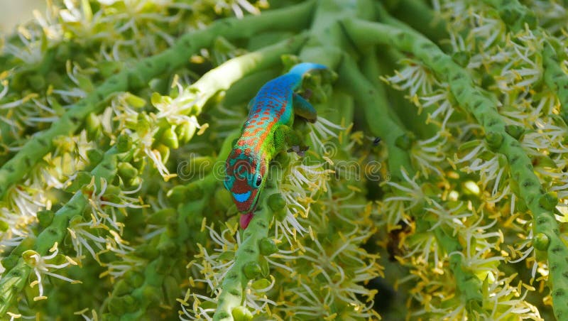 Ornate Day Gecko from Mauritius Licking in Drupe of Palm Tree Stock ...