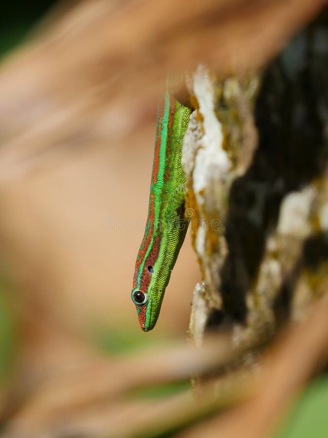 Ornate Day Gecko on Palm Tree Trunk Stock Photo - Image of mauritius ...