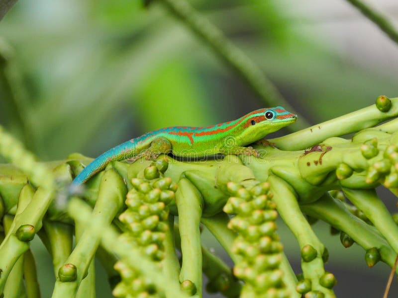 Ornate Day Gecko on Palm Tree Trunk Stock Photo - Image of serpent ...
