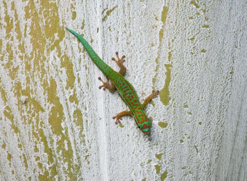 Ornate Day Gecko on Palm Tree Trunk Stock Photo - Image of mauritius ...