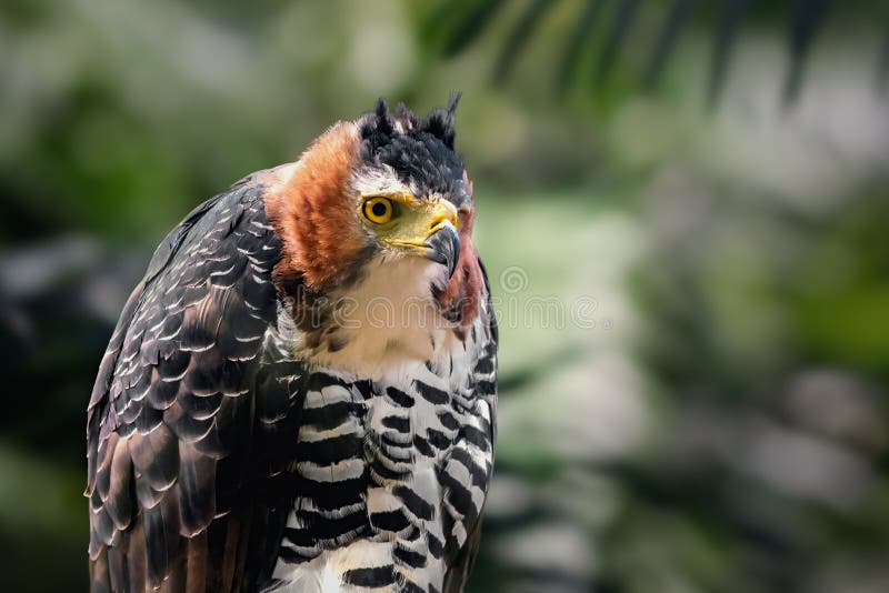 Ornate Hawk-eagle - Bird of Prey Stock Image - Image of nature, south ...