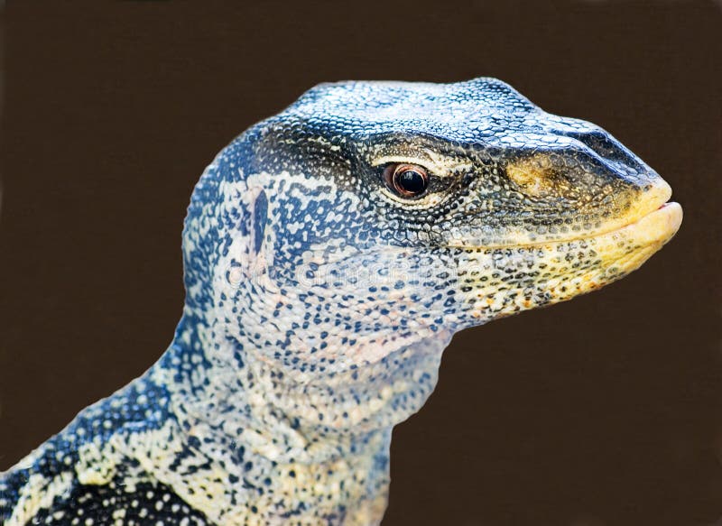 Ornate Nile monitor lizard stock image. Image of animal - 3374869
