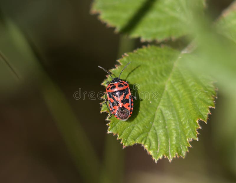 Ornate Shield Bug stock image. Image of eurydema, wildlife - 55434523