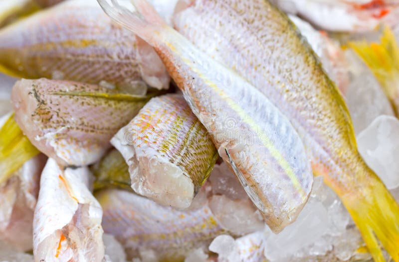 Ornate Threadfin Bream Fish Stock Photo - Image of aquatic, angling ...