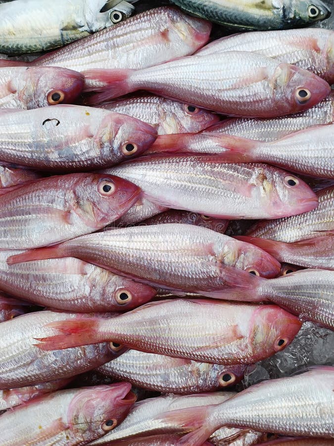 ORNATE THREADFIN BREAM, SHARPTOOTH SNAPPER, JAPANESE THREADFIN BREAM ...