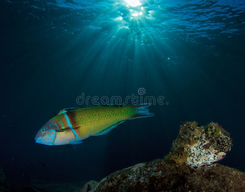 The Ornate Wrasse Fish Moves Swiftly Over Reef Stock Image - Image of ...
