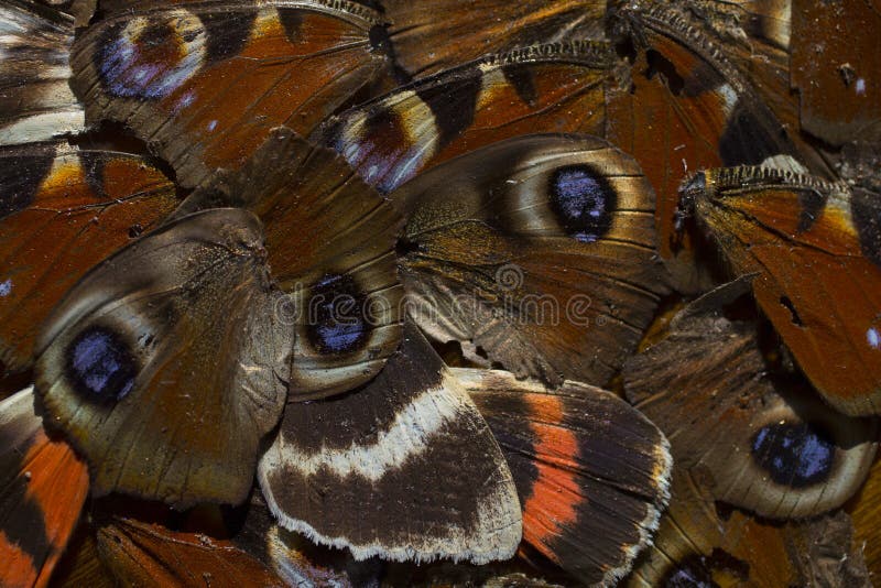 Cadavres Photos Stock - Téléchargez 451 Photos libres de droits