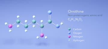 Ornithine, Molecular Structures, Amino Acid, 3d Model, Structural ...