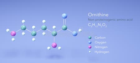 Ornithine, Molecular Structures, Amino Acid, 3d Model, Structural ...