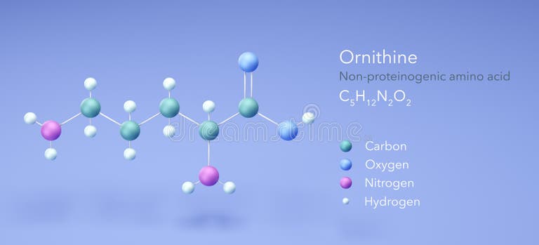 Ornithine, Molecular Structures, Amino Acid, 3d Model, Structural ...
