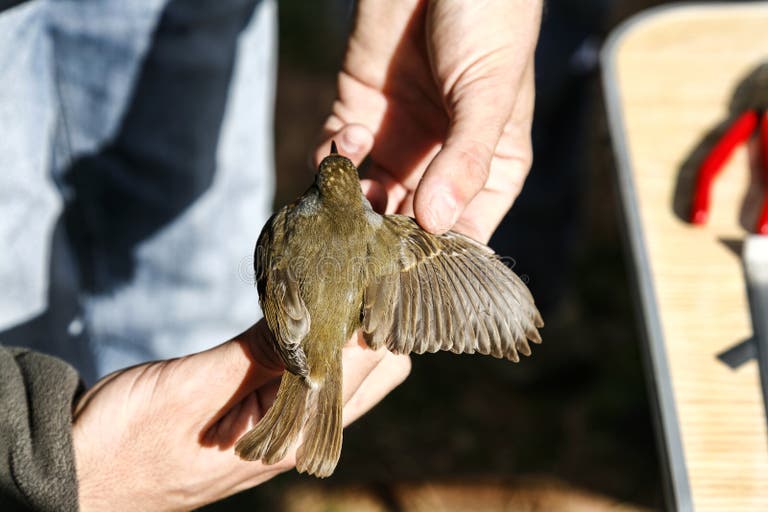 551 Measuring Bird Stock Photos - Free & Royalty-Free Stock Photos from ... 551 Measuring Bird Stock Photos - Free & Royalty-Free Stock Photos from ...
