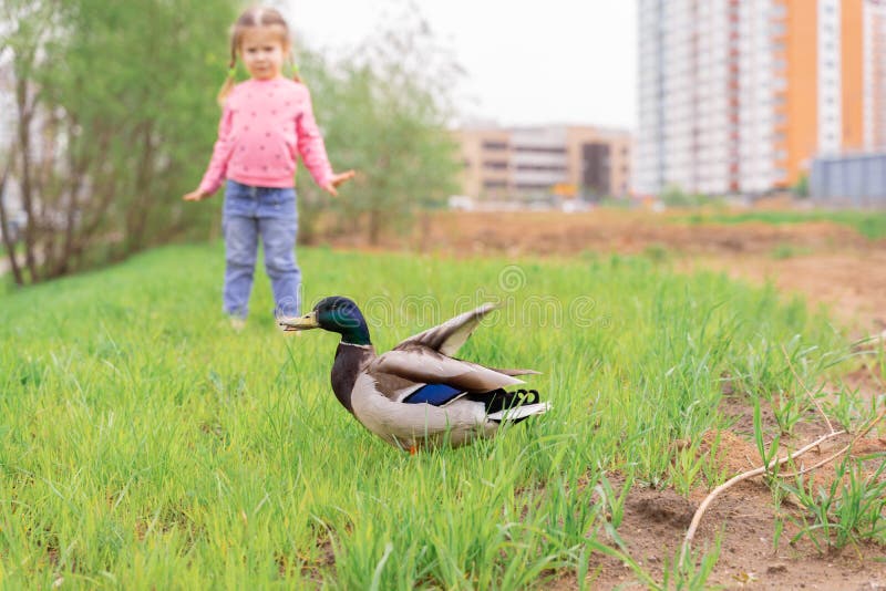 Little Girl is Afraid of a Duck Stock Photo - Image of ornithophobia ...