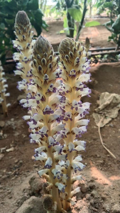 Orobanche Cernua, Commonly Known As nodding Broomrape Stock Photo ...