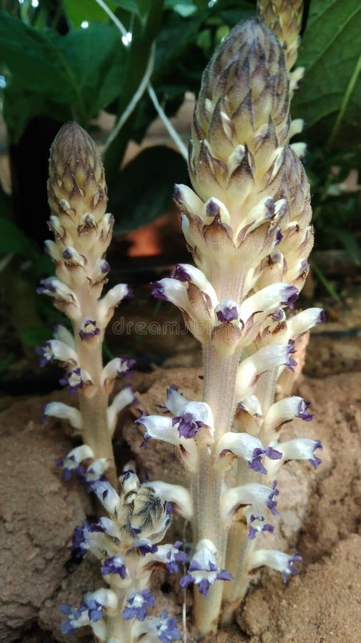 Orobanche Cernua Stock Photos - Free & Royalty-Free Stock Photos from ...