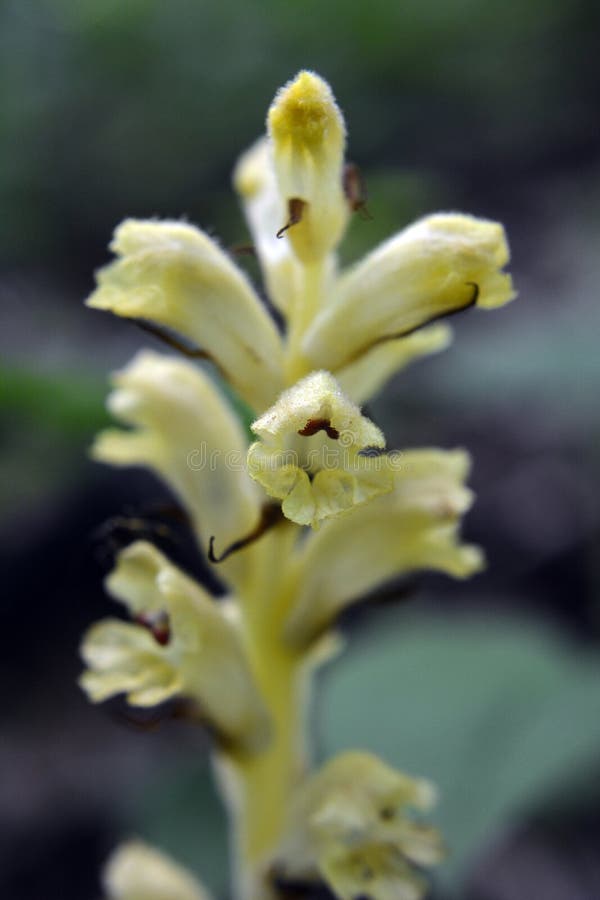 Orobanche Parasitic Plant Grows in Nature Stock Image - Image of beauty ...