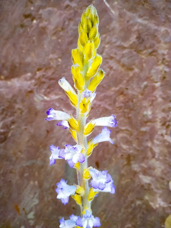 Orobanche ramosa stock photo. Image of fresh, blossom - 243364258