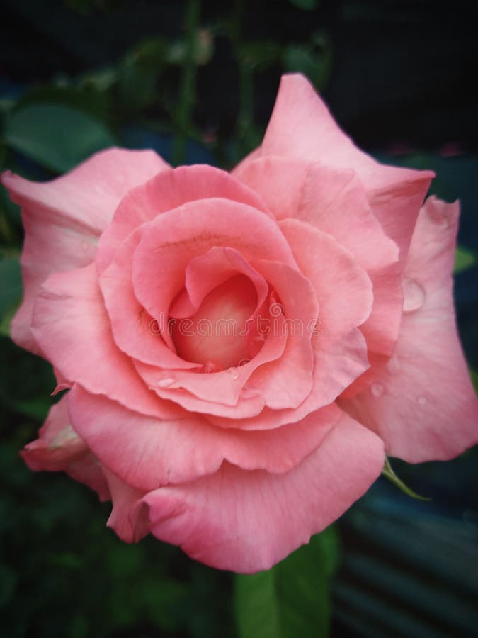 Orose Colored Stock Photos - Free & Royalty-Free Stock Photos from ...