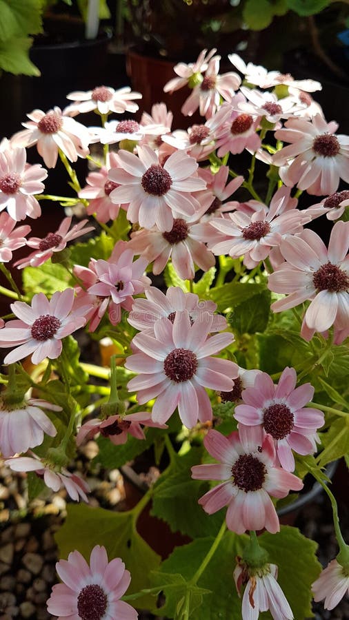 Orose stock photo. Image of orose, nice, pretty, flowers - 92725150