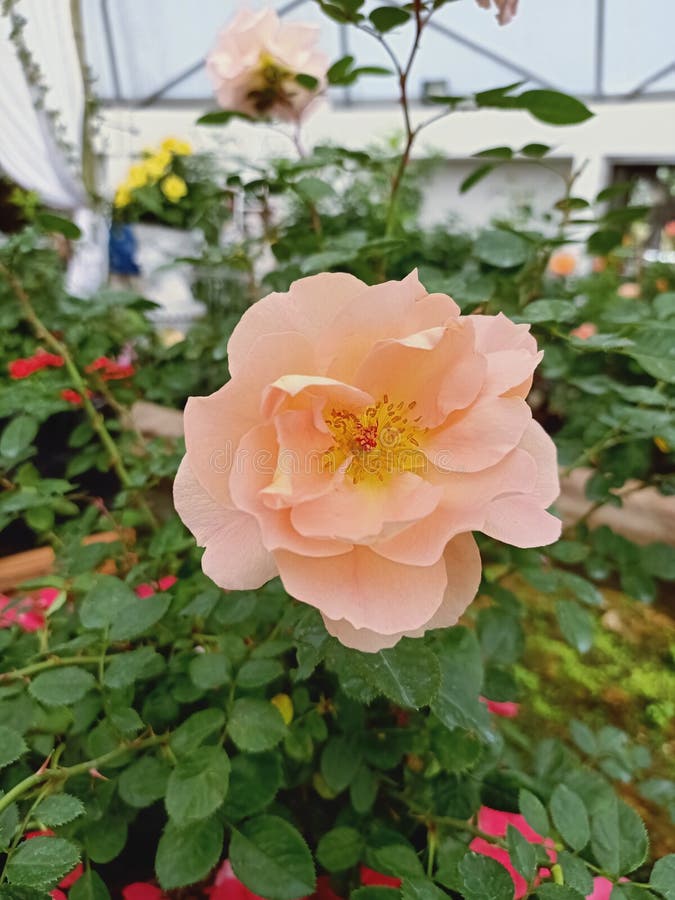 Orose Rose Flowers at Park with Green Leaves Stock Image - Image of ...