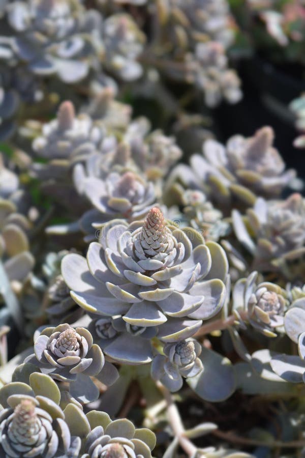 Orostachys Chinese Hat stock photo. Image of garden - 166932000